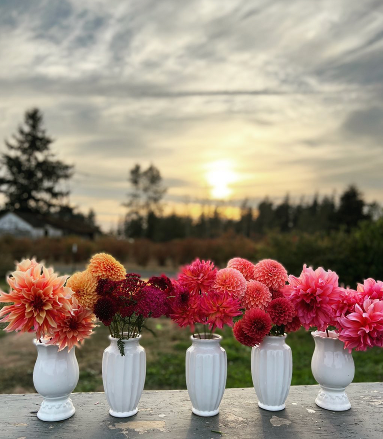 Bloomquist Mojo Dahlia Tuber – Triple Wren Farms