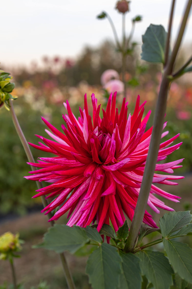 Sandia Barbie Dahlia Tuber – Triple Wren Farms