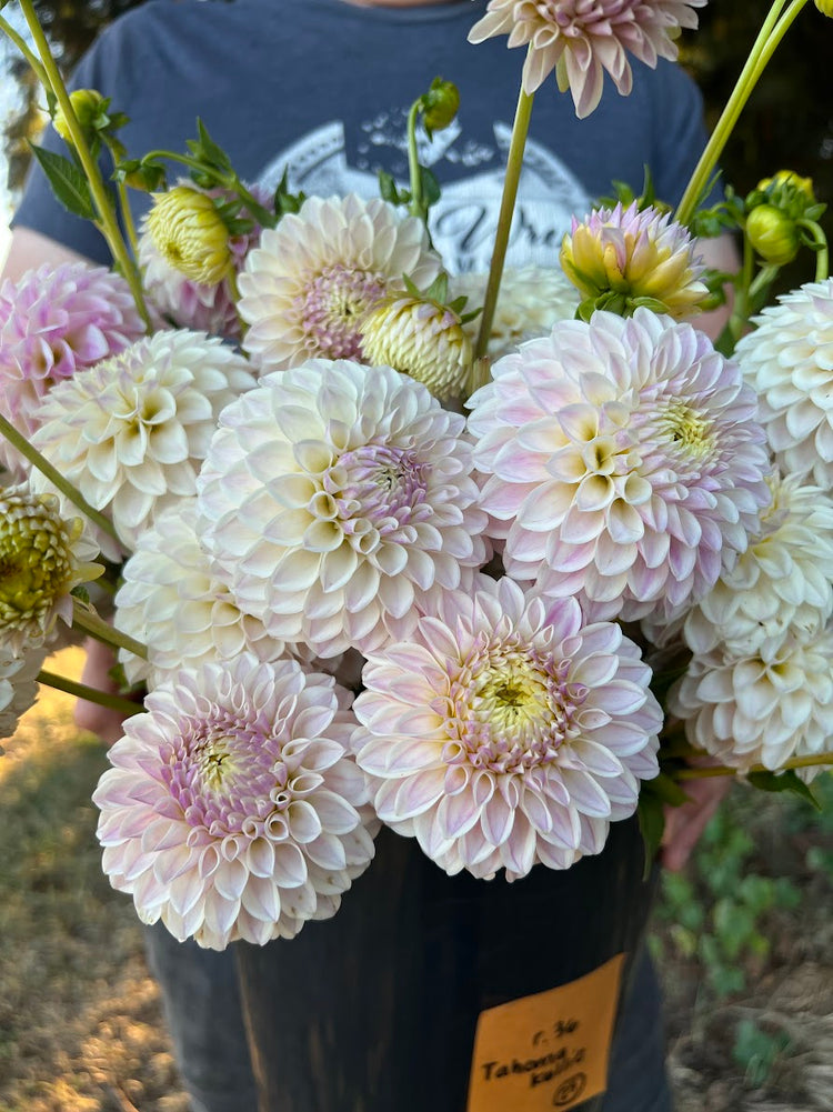 Tahoma Kellie Dahlia Tuber – Triple Wren Farms