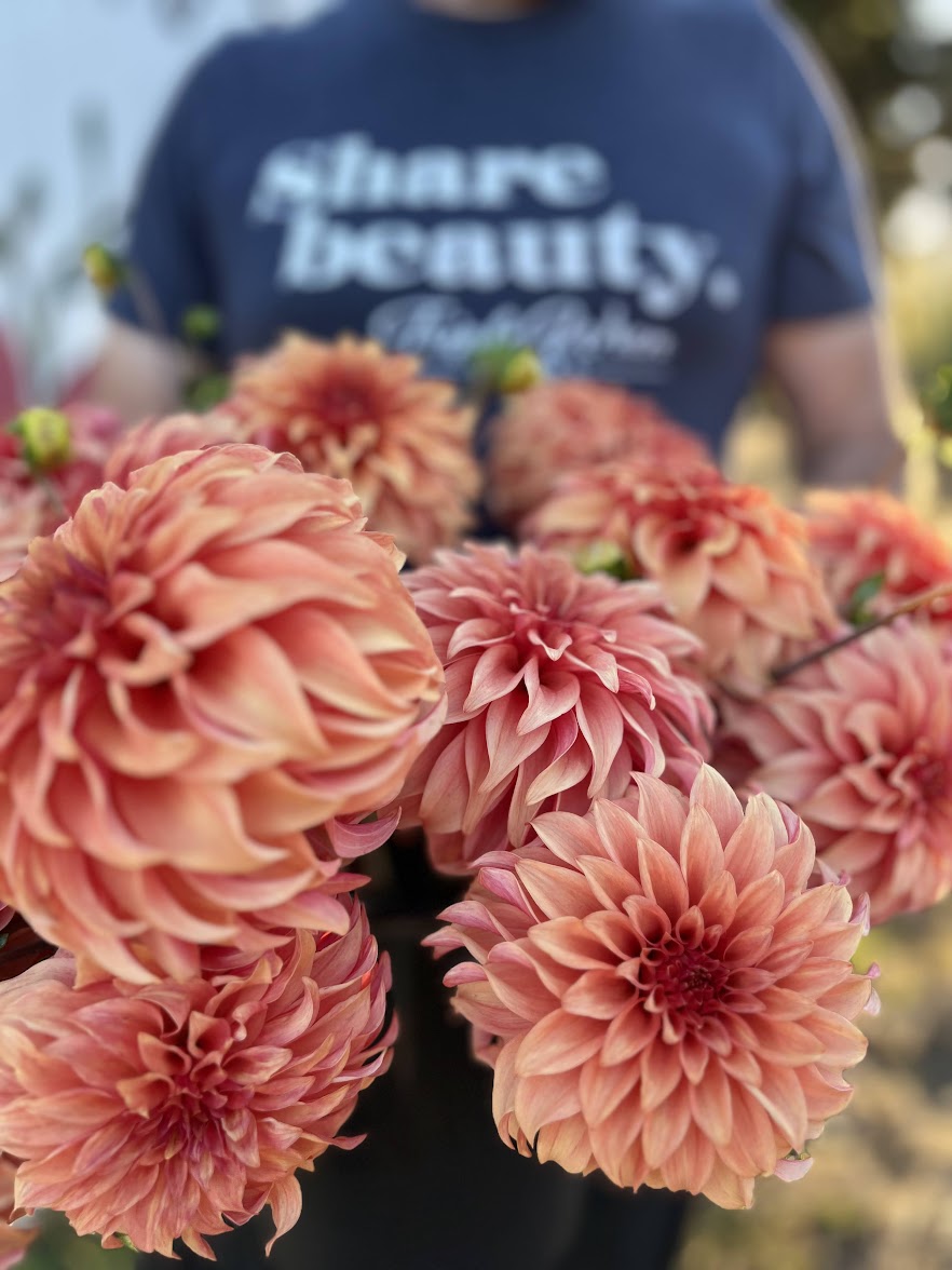 Bloomquist Pleasing Dahlia Tuber – Triple Wren Farms