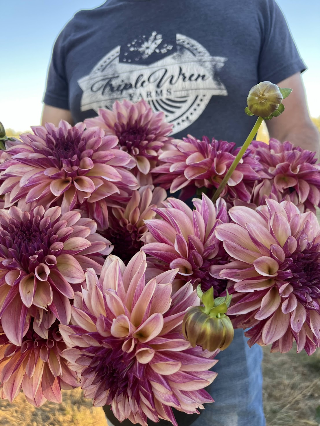 KA's® Cafe Mauve Dahlia Tuber – Triple Wren Farms
