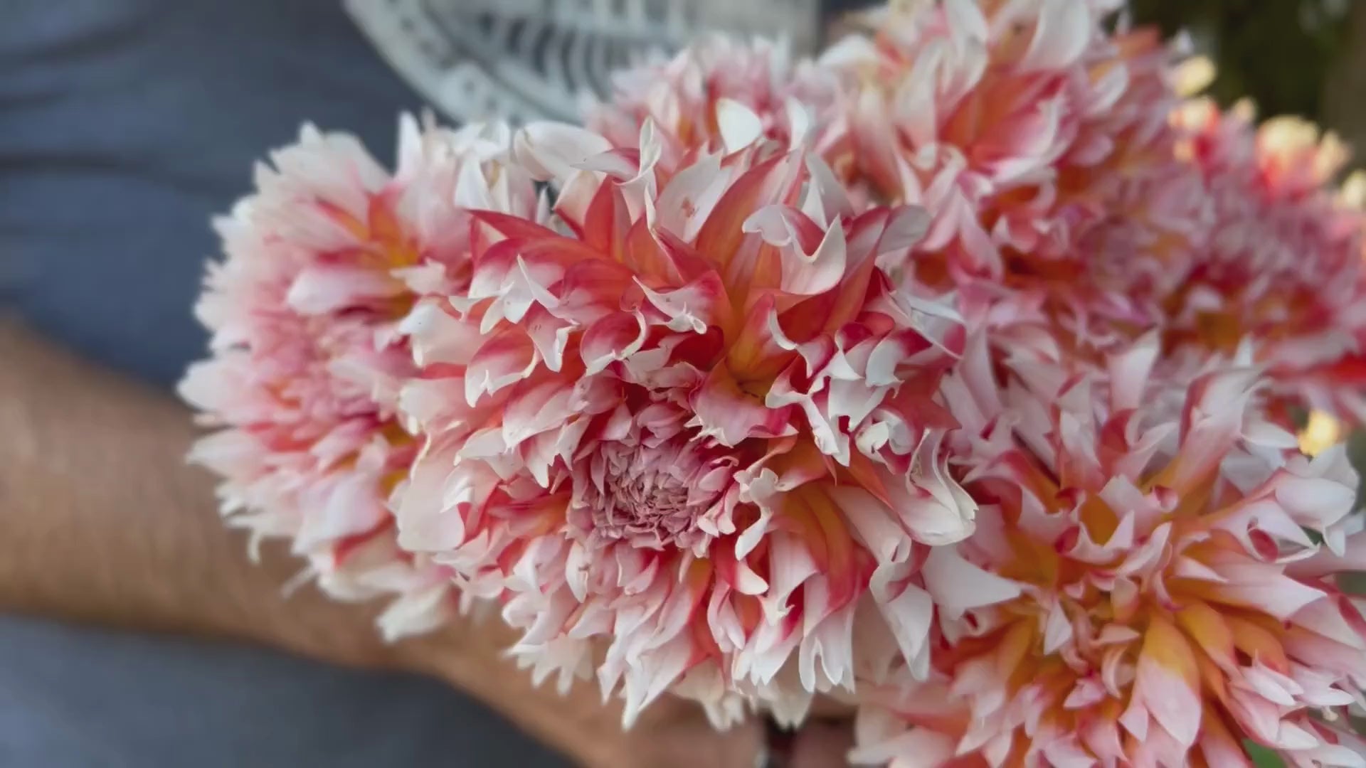 Triple Wren Farms – Triple Wren Farms