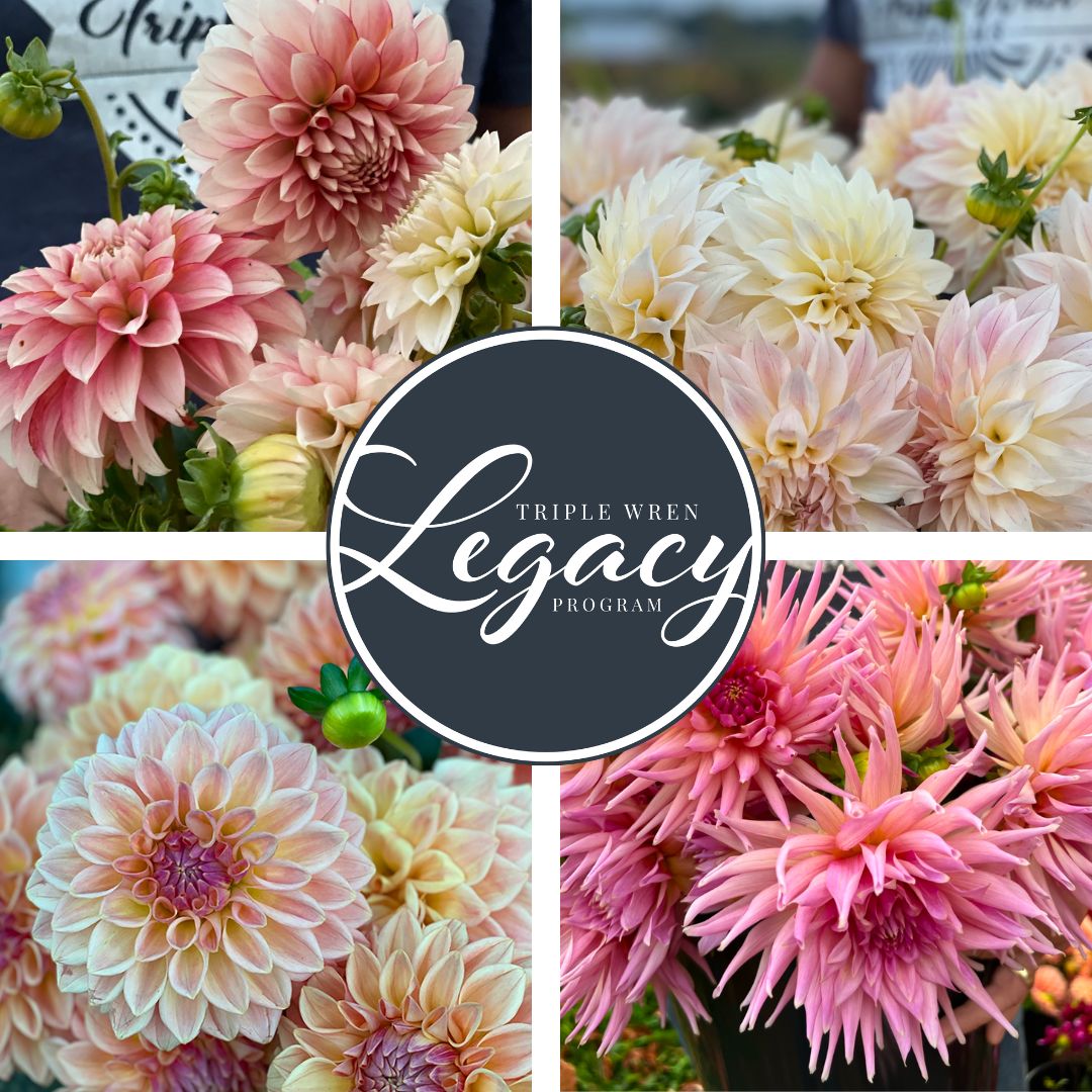 Bloomquist Jean Dahlia Tuber – Triple Wren Farms