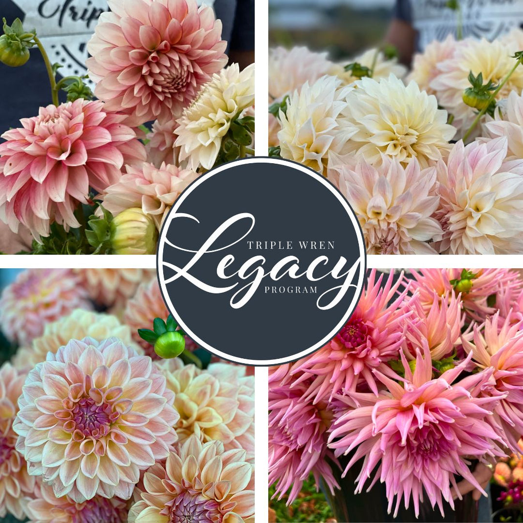 Bloomquist Compare Dahlia Tuber – Triple Wren Farms