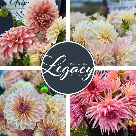 Bloomquist Pinwheel Dahlia Tuber – Triple Wren Farms