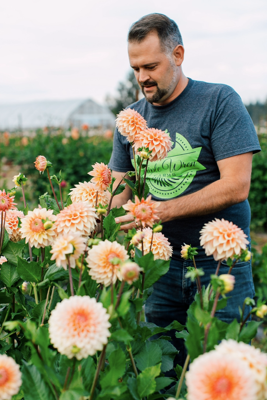 Bloomquist Alan Dahlia Tuber – Triple Wren Farms