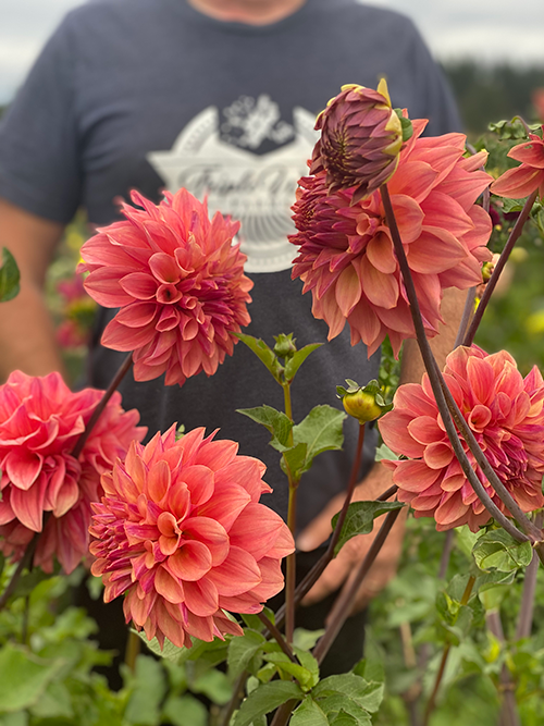 Bloomquist Azalea Dahlia Tuber – Triple Wren Farms