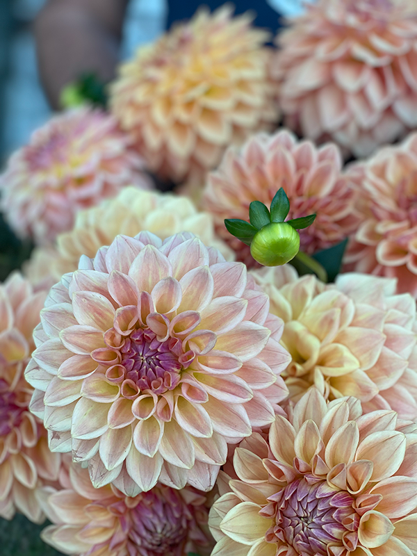 Bloomquist Alan Dahlia Tuber – Triple Wren Farms