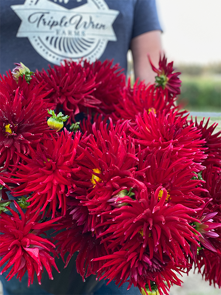 All Dahlia Tubers – Triple Wren Farms