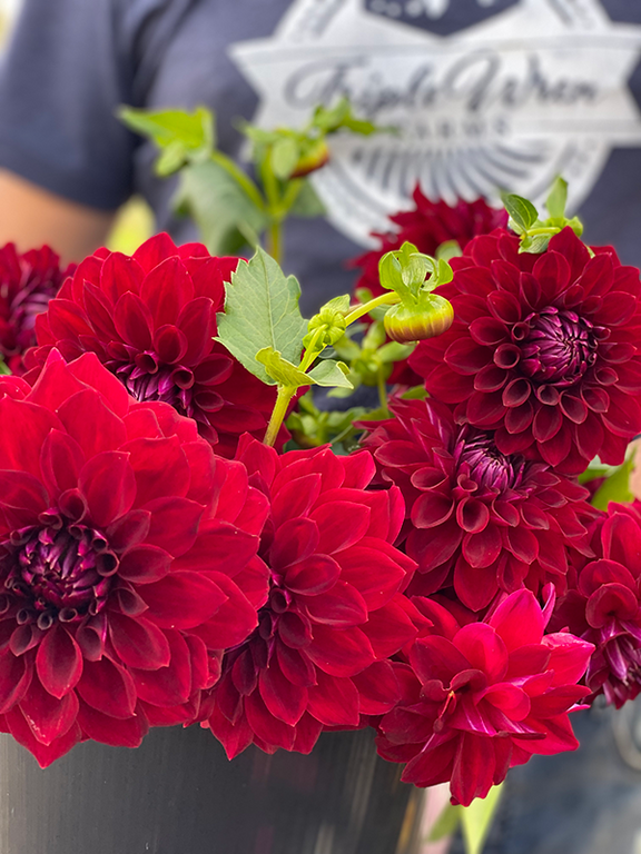 Tahoma Velvet Dahlia Tuber – Triple Wren Farms