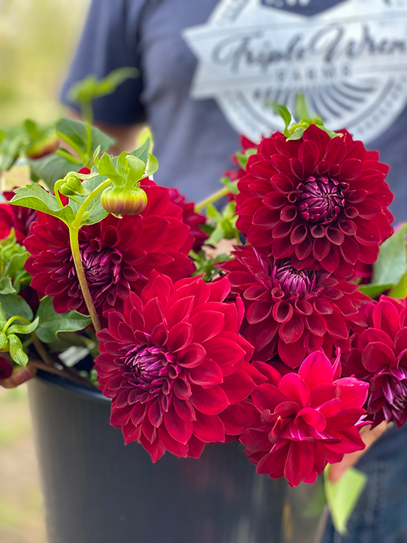 Tahoma Velvet Dahlia Tuber – Triple Wren Farms