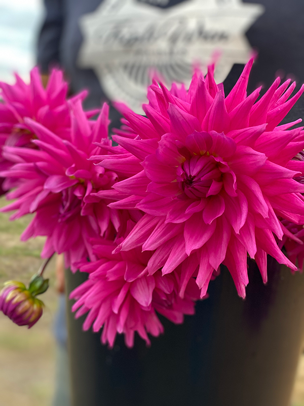 All Dahlia Tubers – Page 3 – Triple Wren Farms