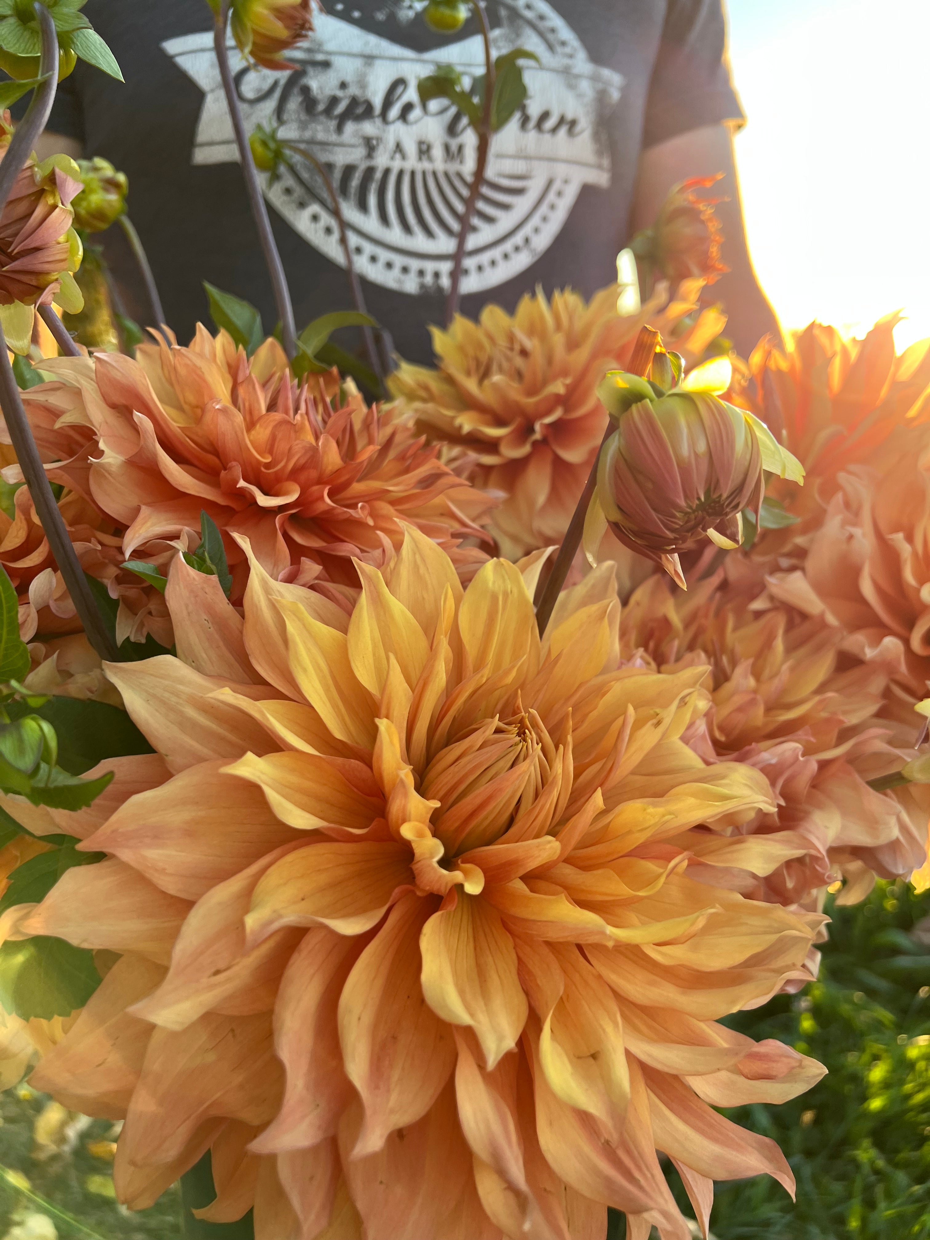 Hamari Gold Dahlia Tuber – Triple Wren Farms