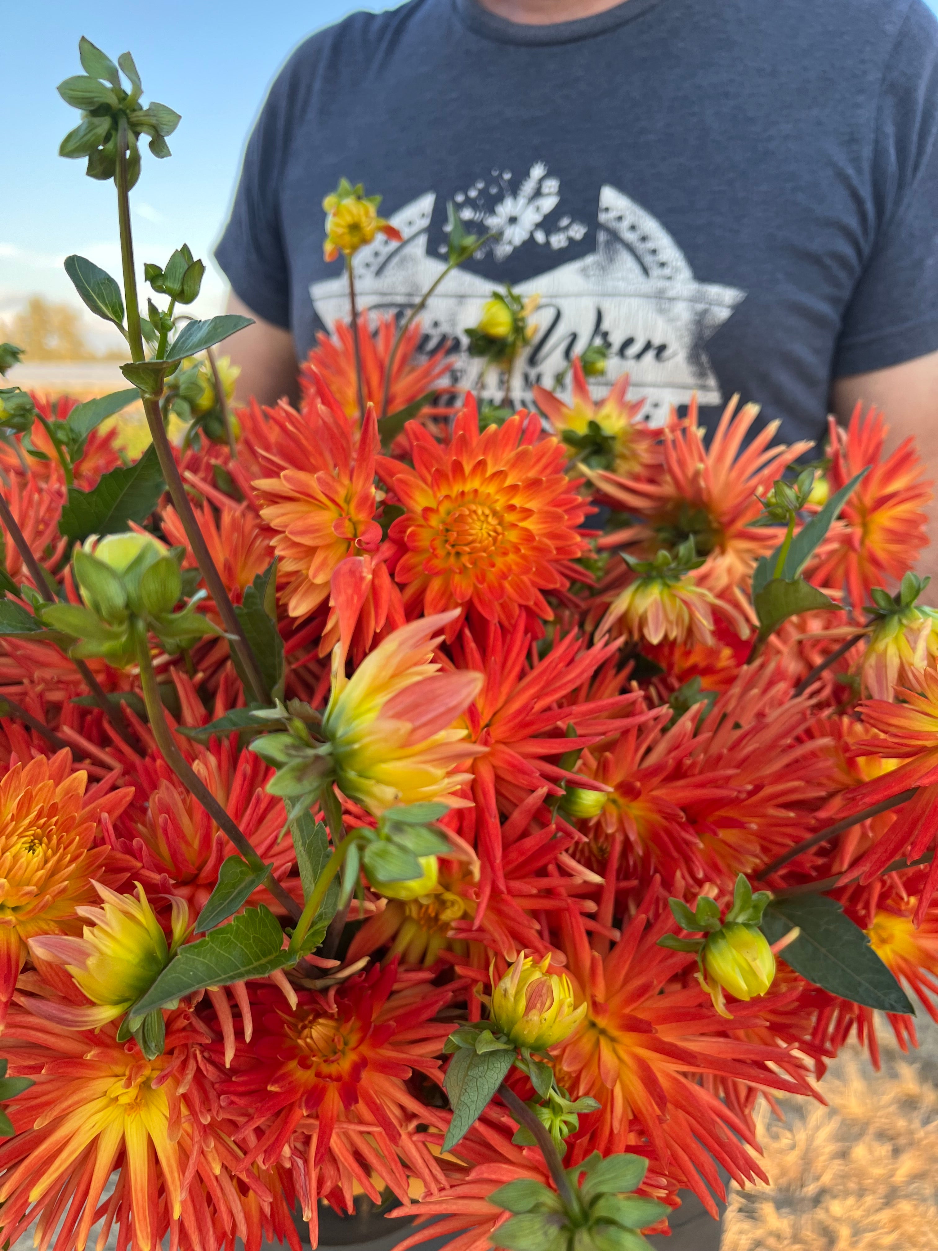 Bloomquist Flare Dahlia Tuber – Triple Wren Farms
