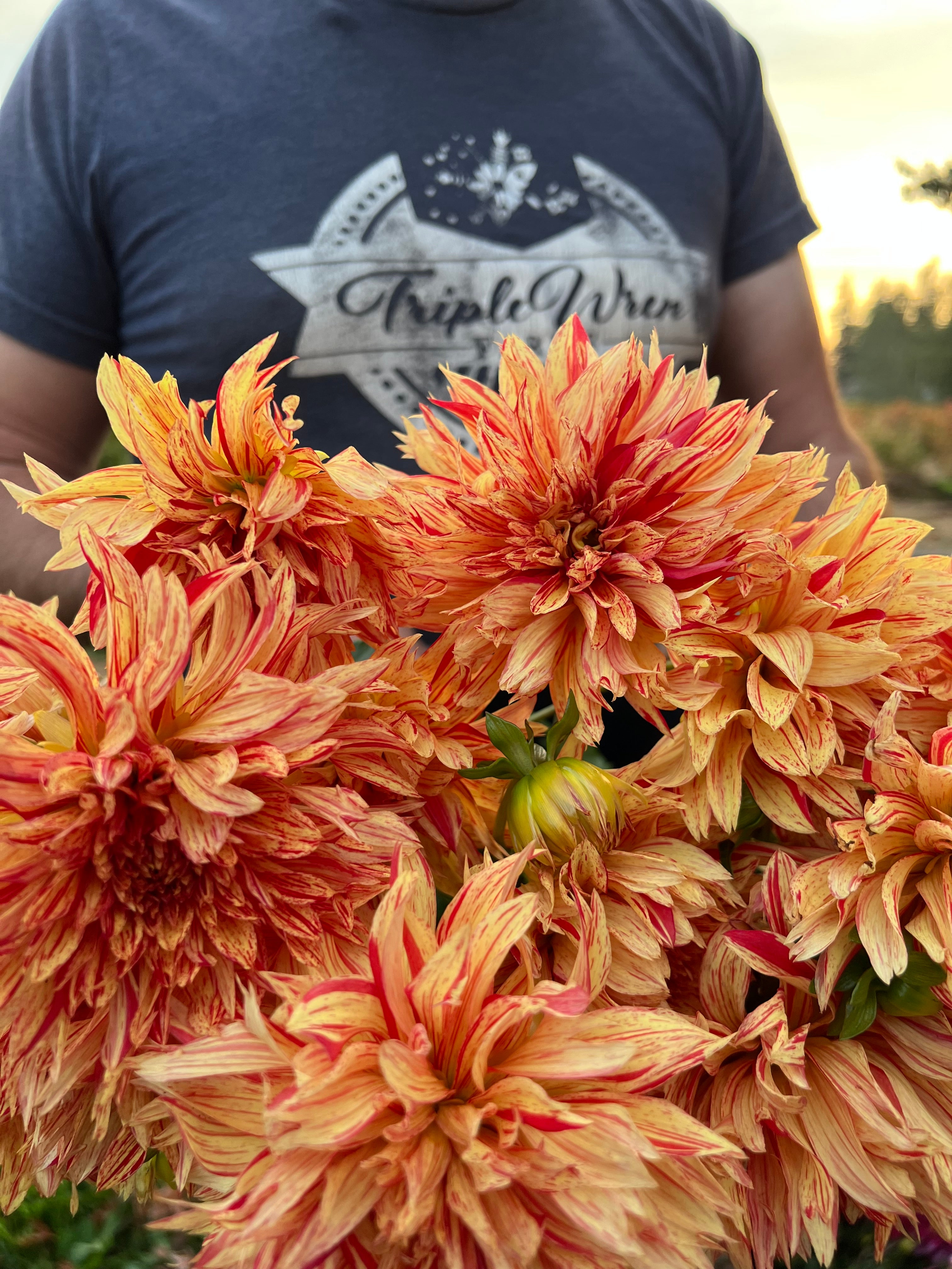 GG's Flaming Desire Dahlia Tuber – Triple Wren Farms