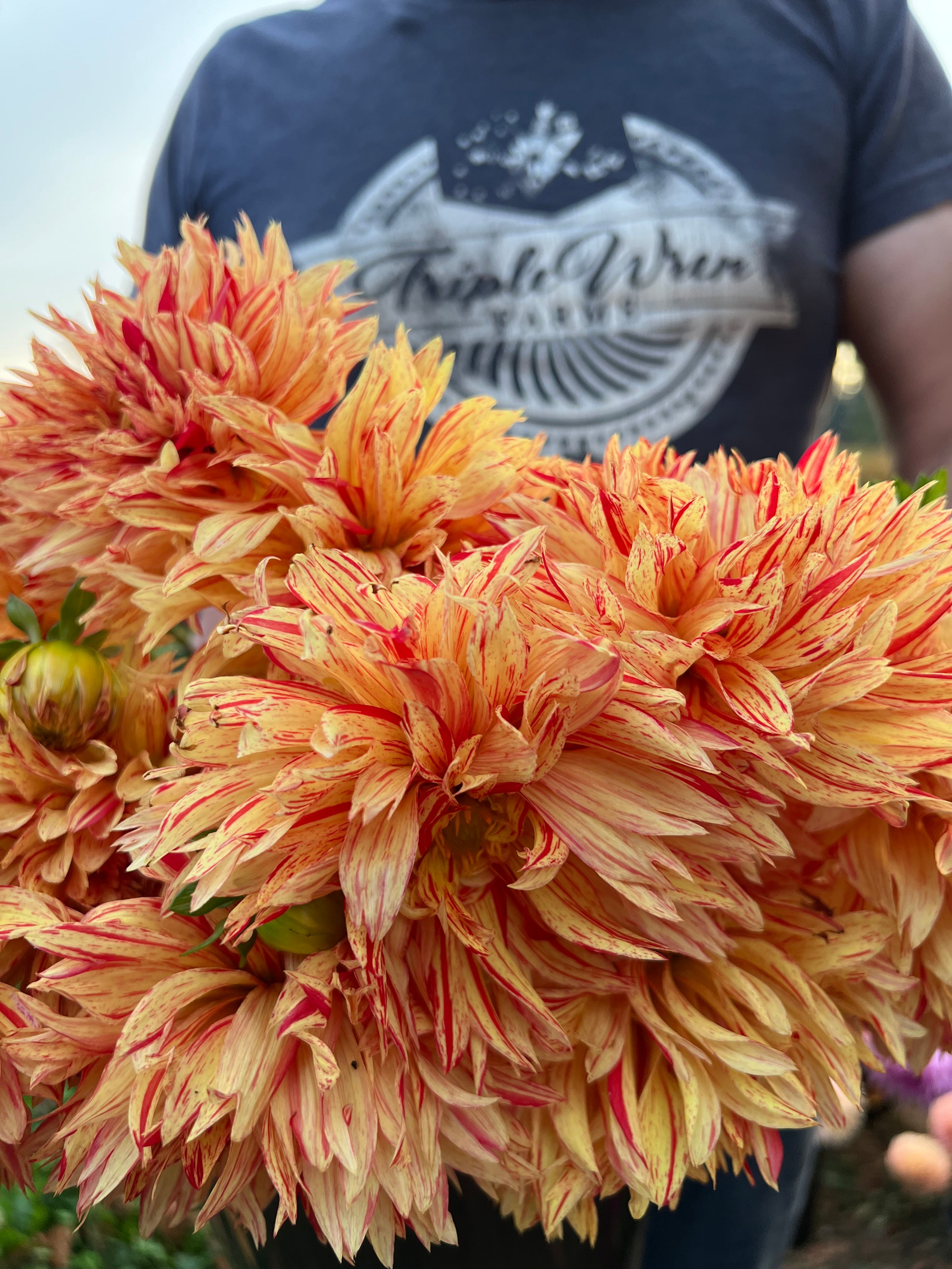 GG's Flaming Desire Dahlia Tuber – Triple Wren Farms