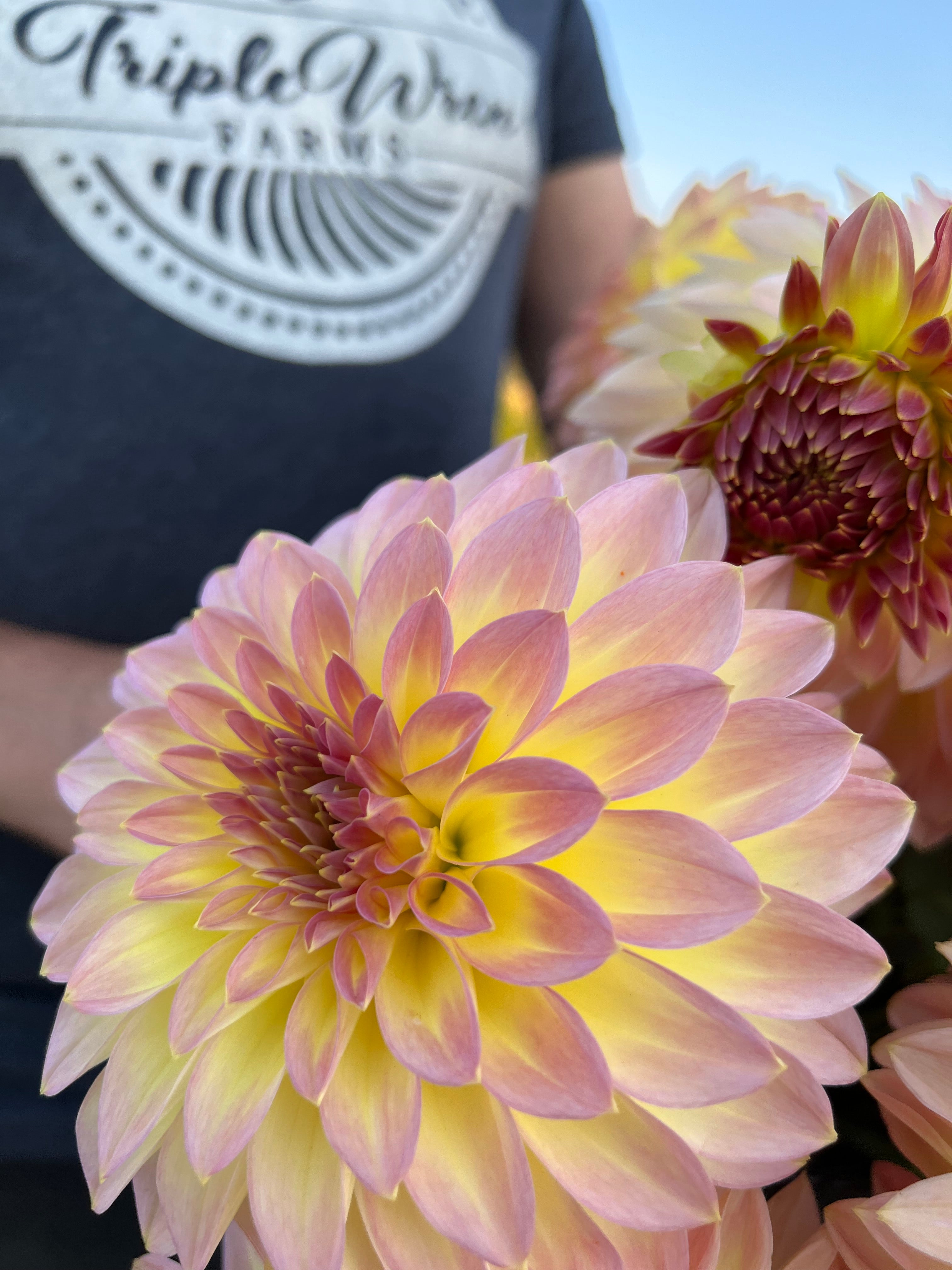 Bloomquist Jerry Dahlia Tuber – Triple Wren Farms