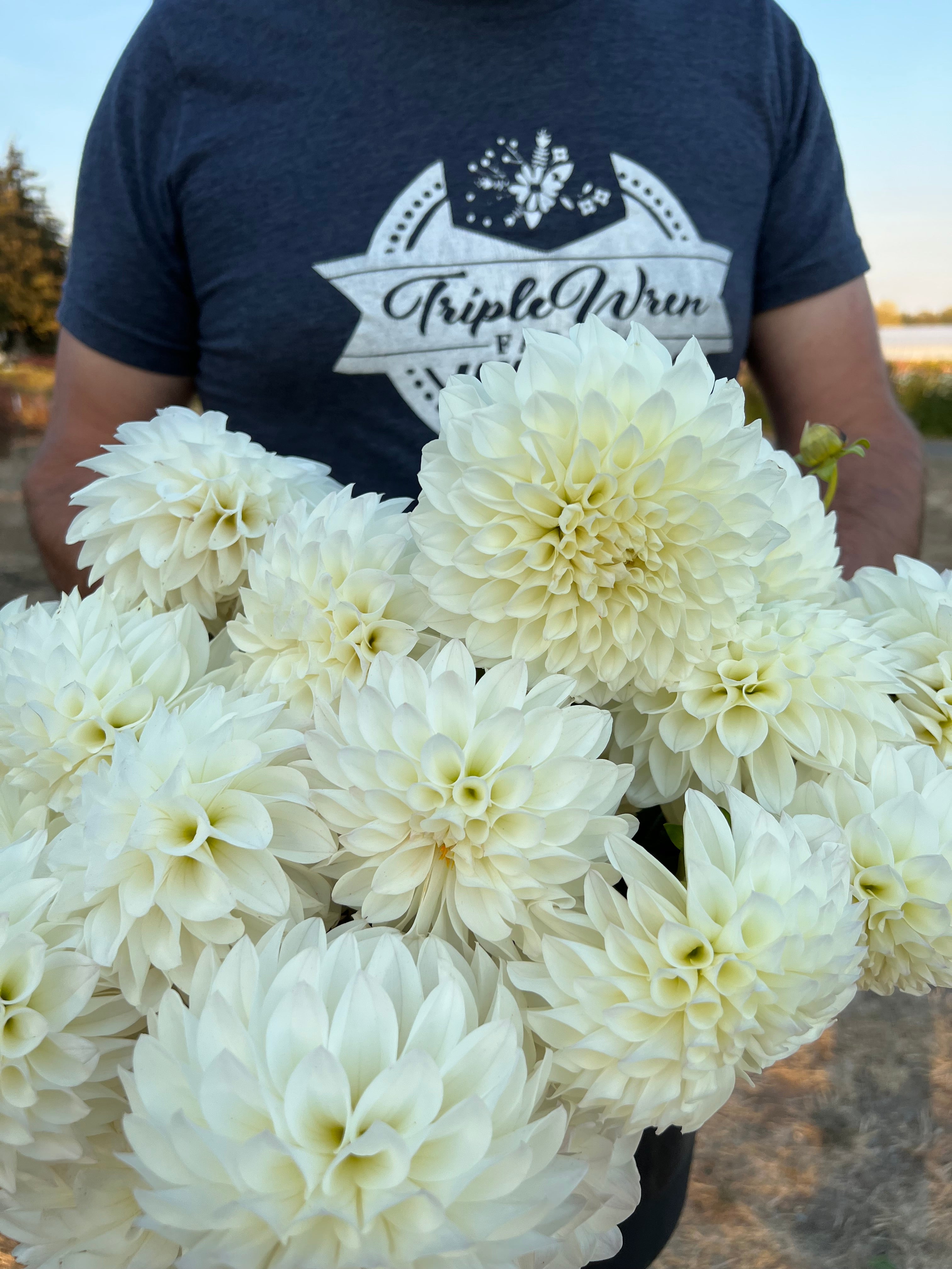 Bloomquist Snowy Dahlia Tuber – Triple Wren Farms